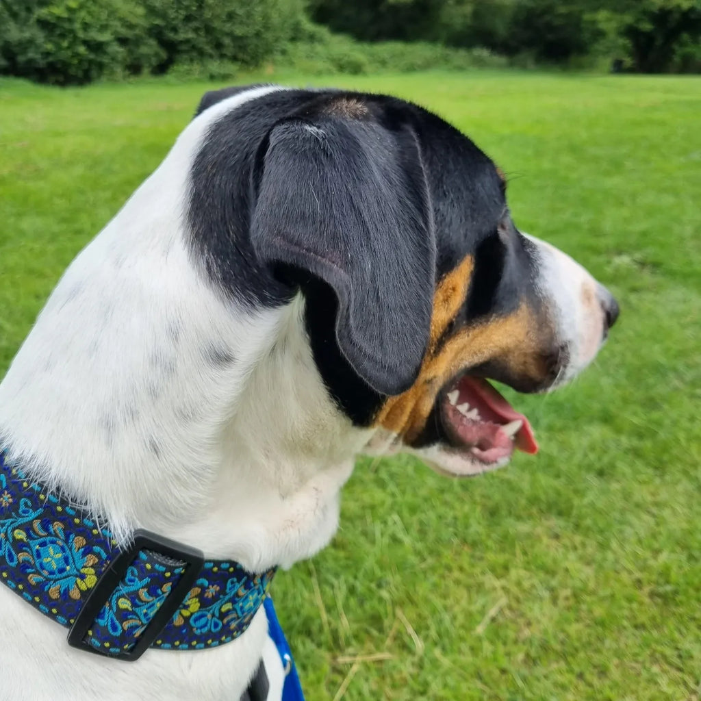 Regal Blue 2" Wide Collars – Top Dog Collars & Accessories